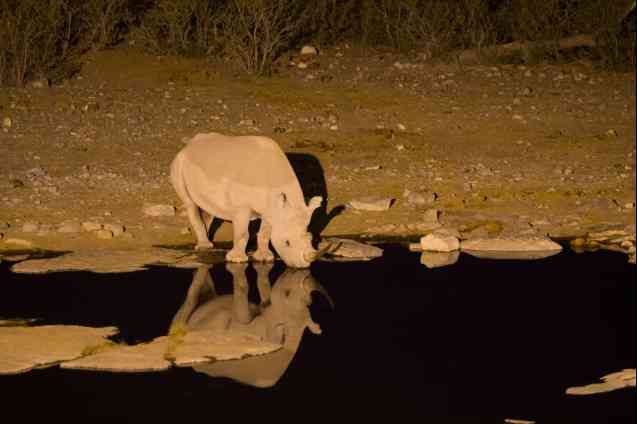 Namib Desert Animals: Where to Go Namibia Safari