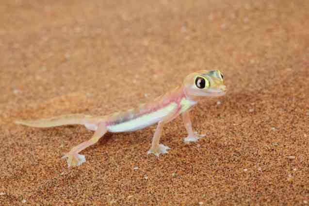 Namib Desert Animals: Where to Go Namibia Safari