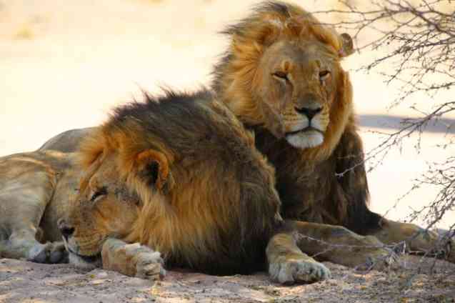 Namib Desert Animals: Where to Go Namibia Safari