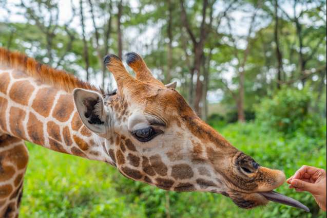 The Best Places to See Giraffes in Africa