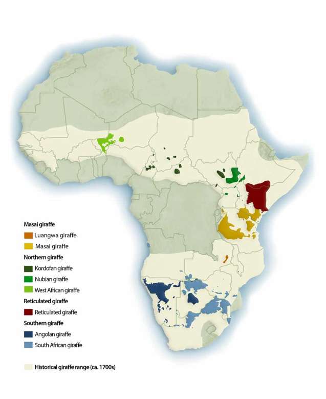 The Best Places to See Giraffes in Africa