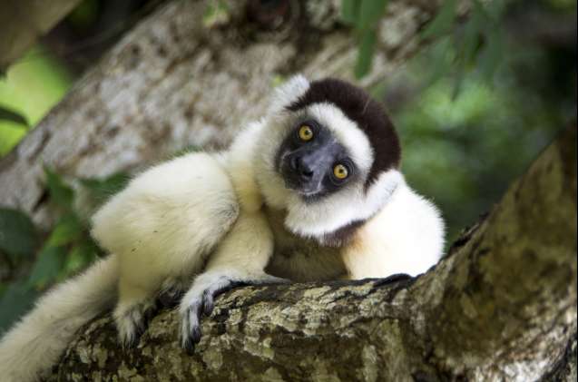 Best primate safaris in Africa to see gorillas, chimps, lemurs and more?