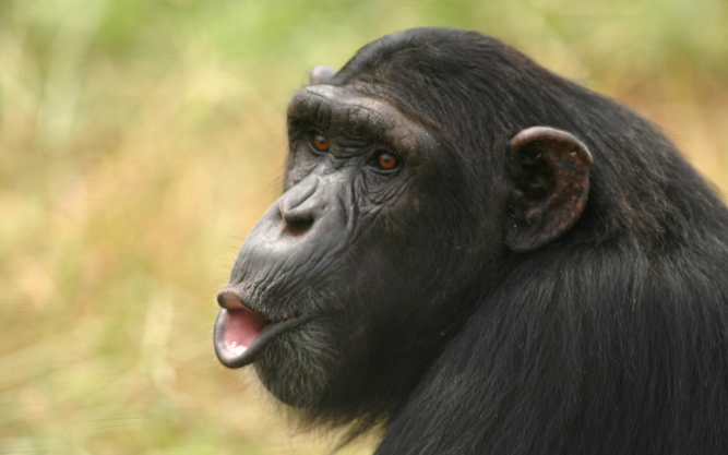 Best primate safaris in Africa to see gorillas, chimps, lemurs and more?