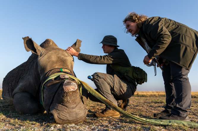 News about rhino conservation in Africa