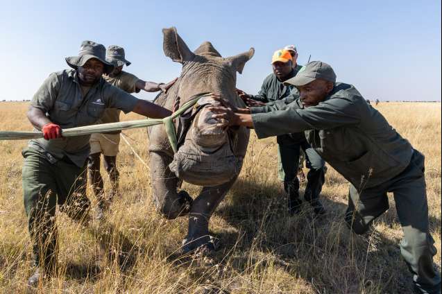 African Rhino Conservation