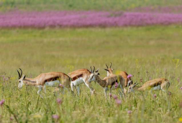 Best time to go on safari in South Africa - when to visit SA