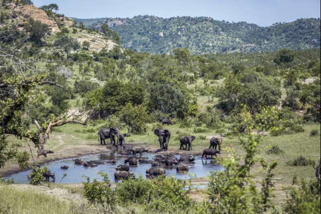 Kruger National Park Attractions: Things To Do in Kruger
