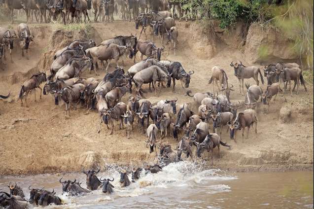 2025 Tips for Best Great Migration Safari in Tanzania & Kenya