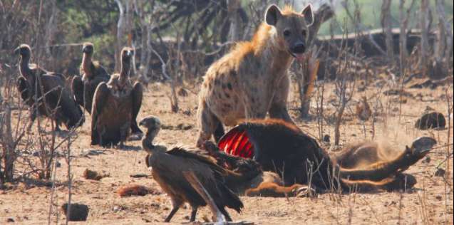 African Safari Animals Questions - Popular FAQs Answered