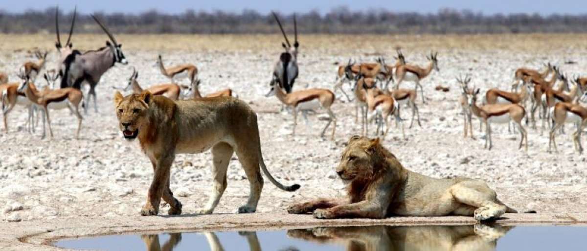 African Safari Animals Questions - Popular FAQs Answered