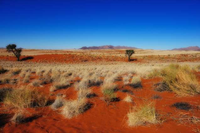Best Safaris in Namibia: 2025 Rains Transform Deserts