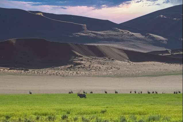 Best Safaris in Namibia: 2025 Rains Transform Deserts