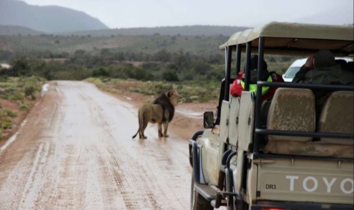 African Safari Budget Planning Guide (2026) + Money-Saving Tips