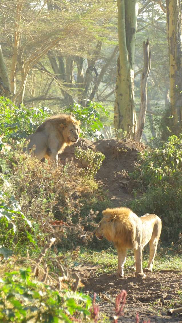 Kenya Safari Insights: Expert Tips from Travel Advisor Claire Monson