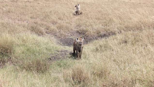 Kenya Safari Insights: Expert Tips from Travel Advisor Claire Monson