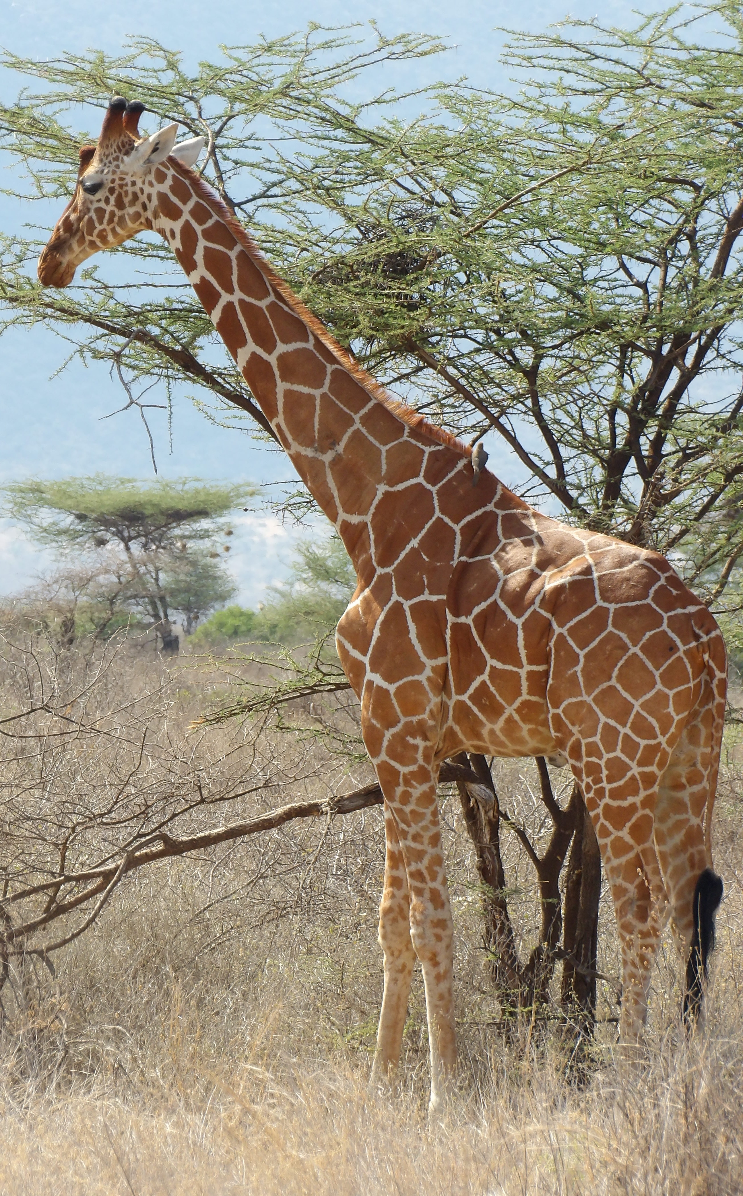 Kenya Safari Insights: Expert Tips from Travel Advisor Claire Monson