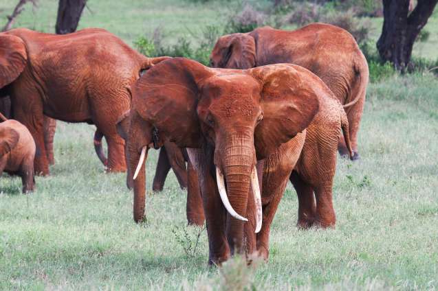 Tsavo West National Park: The Kenyan Safari You Didn’t Know You Needed