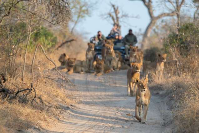 Safari Planning Made Easy: AI + African Budget Safaris