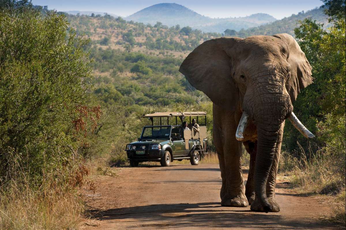 Pilanesberg Safari FAQ: Malaria Status, Costs & Wildlife Guide 2026