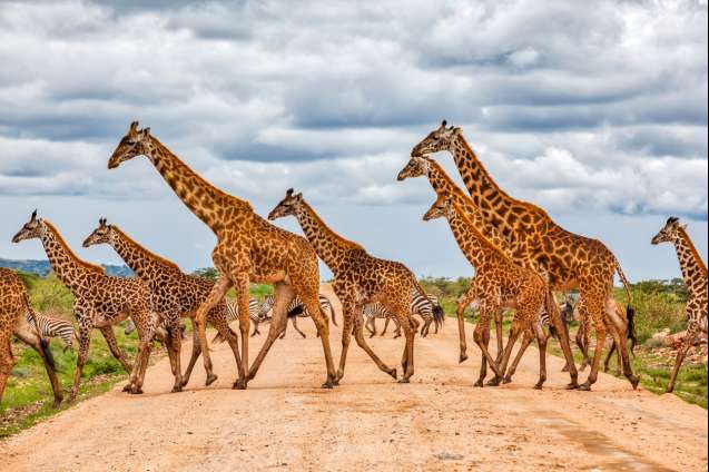 Masai Mara on a Budget (2026): Real Safari Costs & Tips