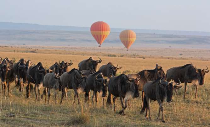 Masai Mara on a Budget (2026): Real Safari Costs & Tips