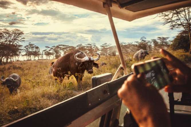 Best Time to Go on an African Safari | Month-by-Month Guide 2026