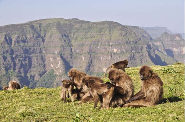 Baboon vs Monkey: What’s the Difference on an African Safari?