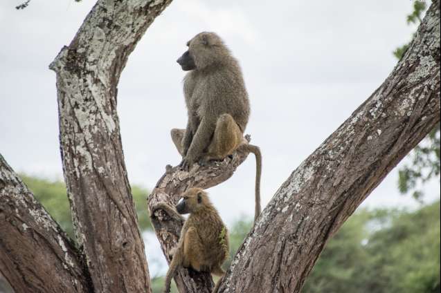 Baboon vs Monkey: What’s the Difference on an African Safari?