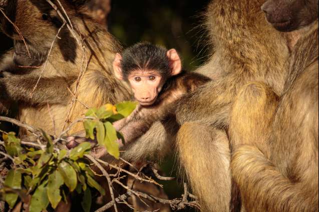 Baboon vs Monkey: What’s the Difference on an African Safari?