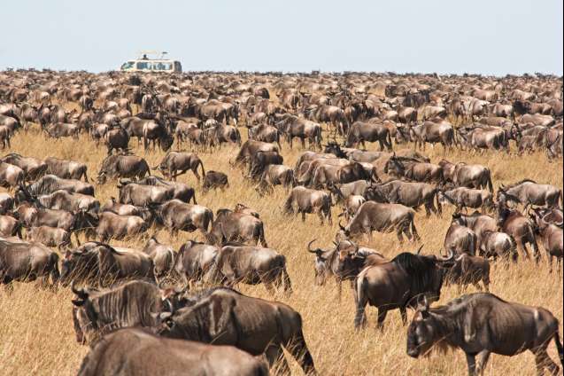 Great Migration Safari Itineraries for 2026: Best Routes & Add-On Ideas