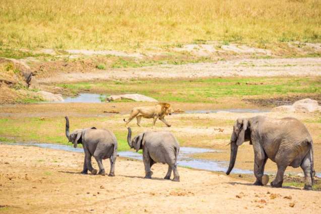 Great Migration Safari Itineraries for 2026: Best Routes & Add-On Ideas