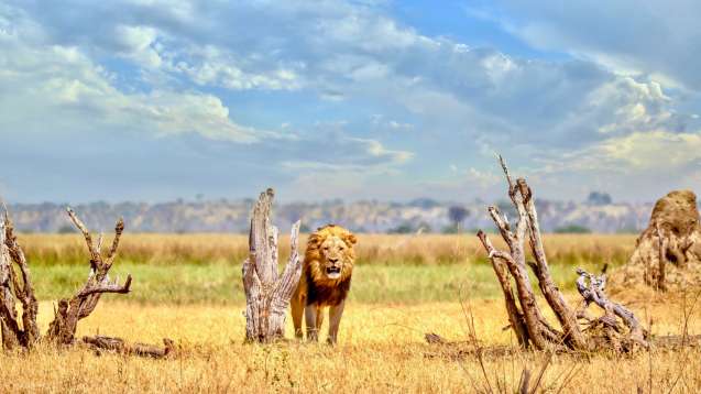 Is Botswana Safe in 2026? Safari Safety Guide & Botswana Safety Index