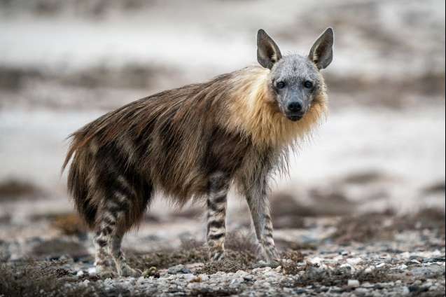 Why Do Hyenas Laugh? The Truth About Spotted Hyena Sounds on Safari