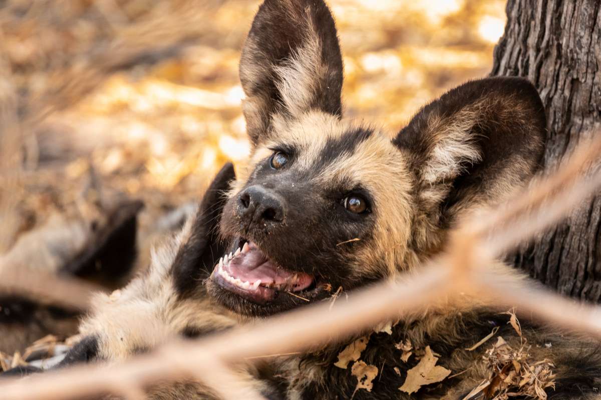 Best Places to See African Wild Dogs in Africa on a Budget