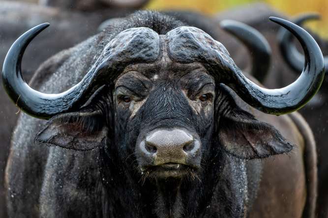 Kenya vs South Africa Safari: Which African Safari Is Better?